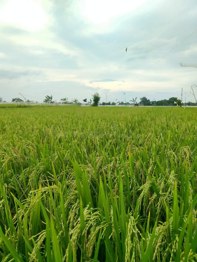 The View of the Rice Fields is Cool and Beautiful Stock Image - Image ...