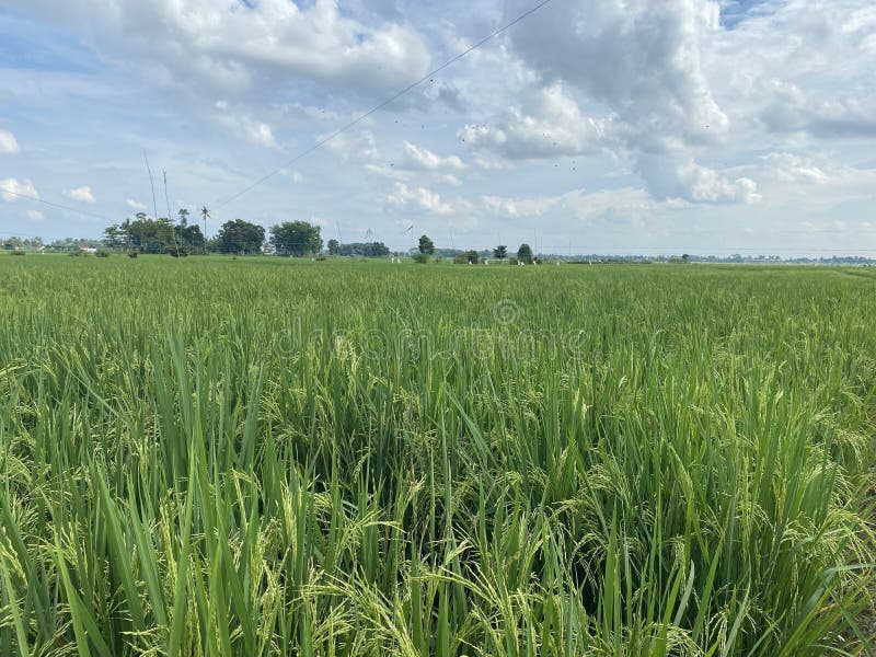 View of Rice Fields with Expanses of Rice Stock Image - Image of ...