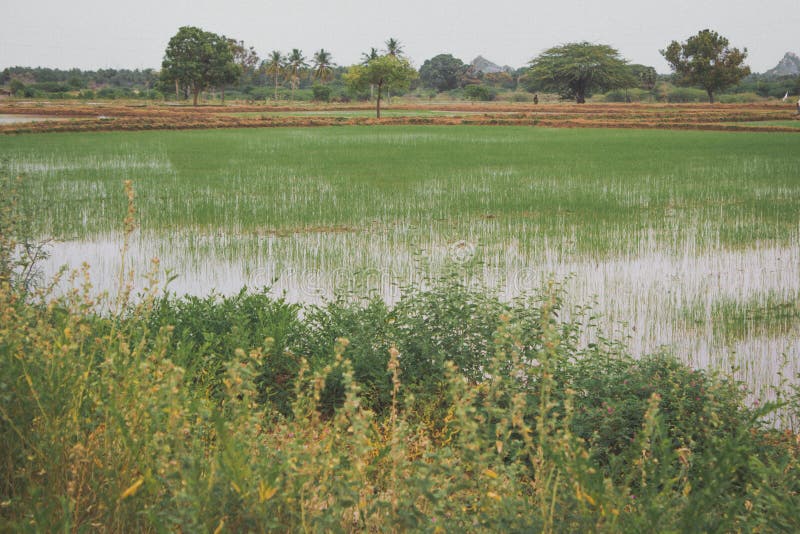 View of the Rice Fields in a Farm , India. View of Paddy Fields Stock ...
