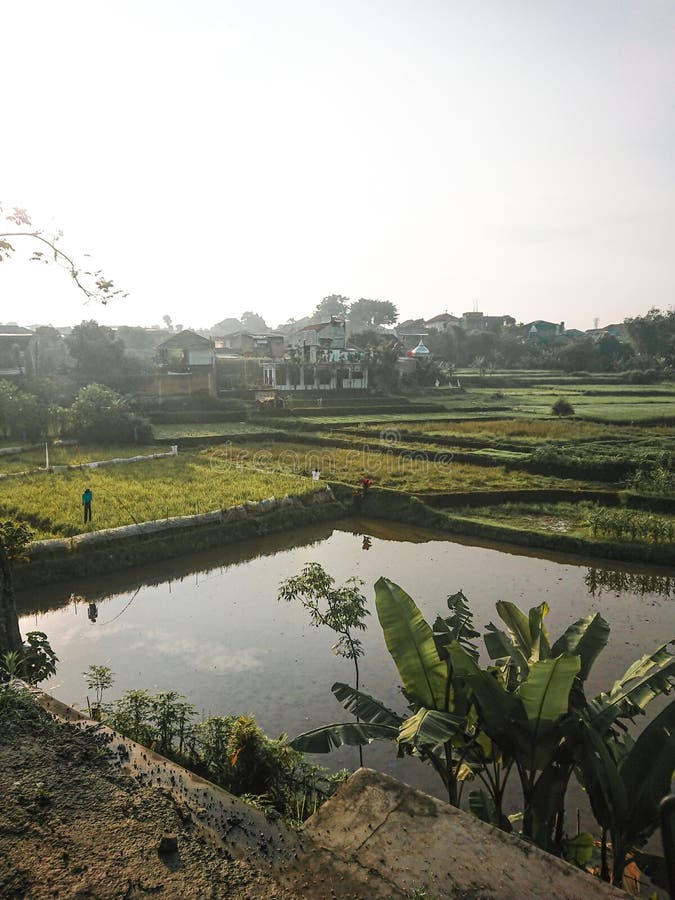 View of the Rice Fields and Fish Ponds from the Top of the Hill Stock ...