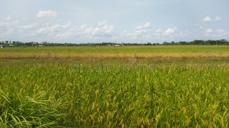The View of the Rice Fields at the Foot of the Mountain that Looks Like ...