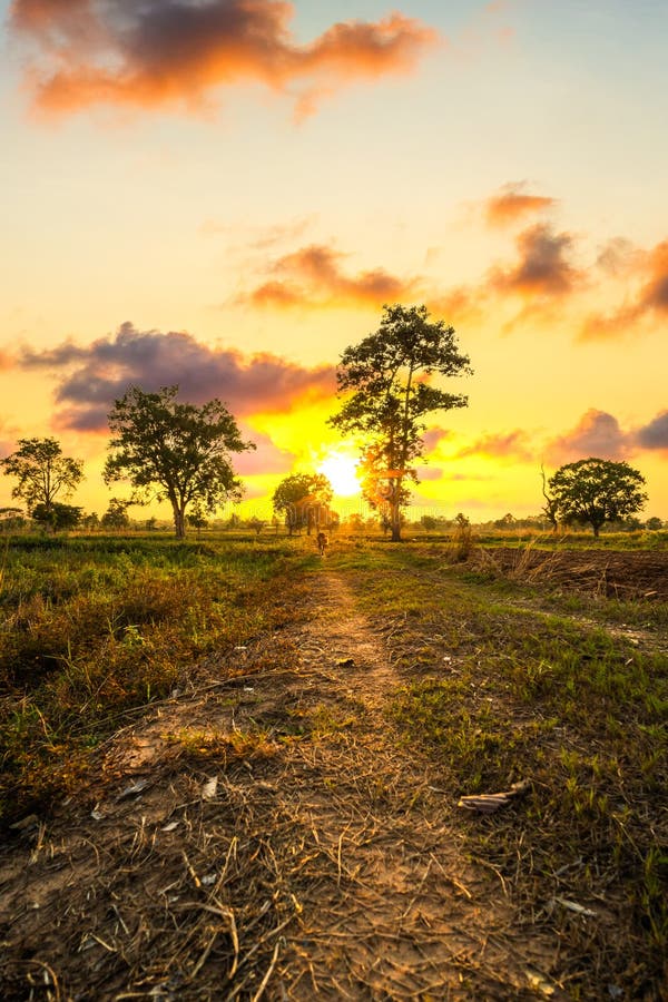 View of the Rice Fields after Harvest during Sunset. Farm, Agriculture ...