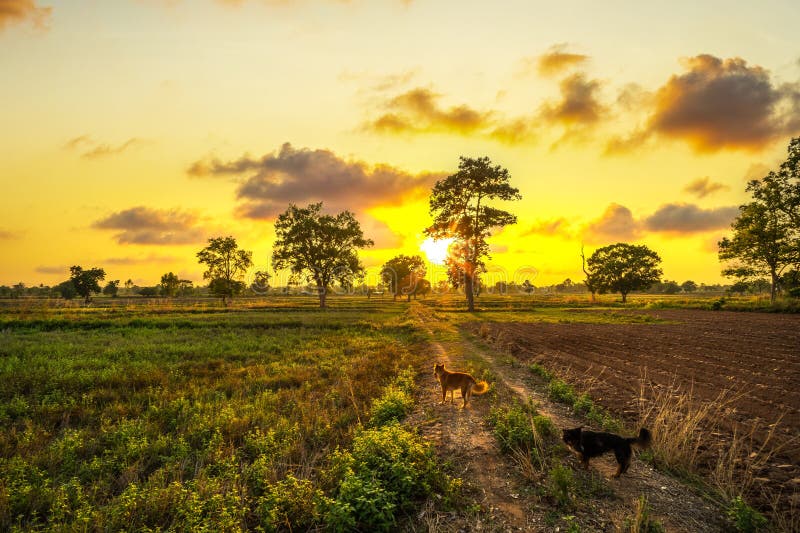 View of the Rice Fields after Harvest during Sunset. Farm, Agriculture ...