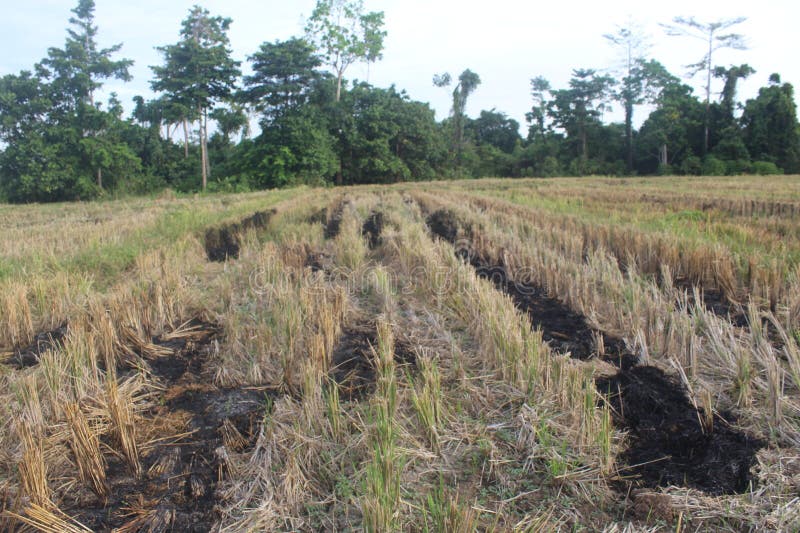 View of Rice Fields that Have Been Harvested and Then Burned among the ...
