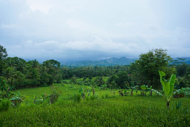 View of Rice Fields with Hills Behind Stock Photo - Image of green ...