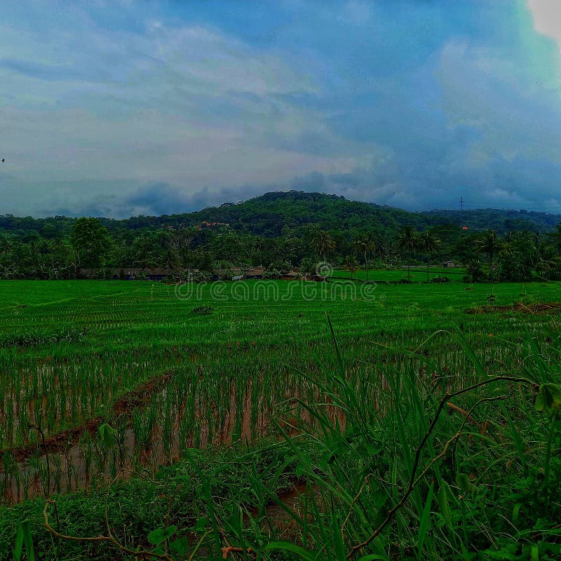 The View of the Rice Fields Just before Sunset Looks Beautiful Stock ...