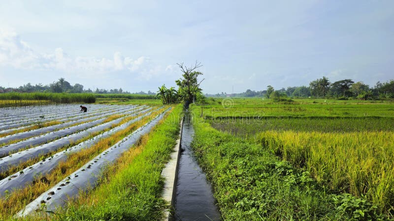 View of Rice Fields and Sky Stock Photo - Image of grass, food: 304303448