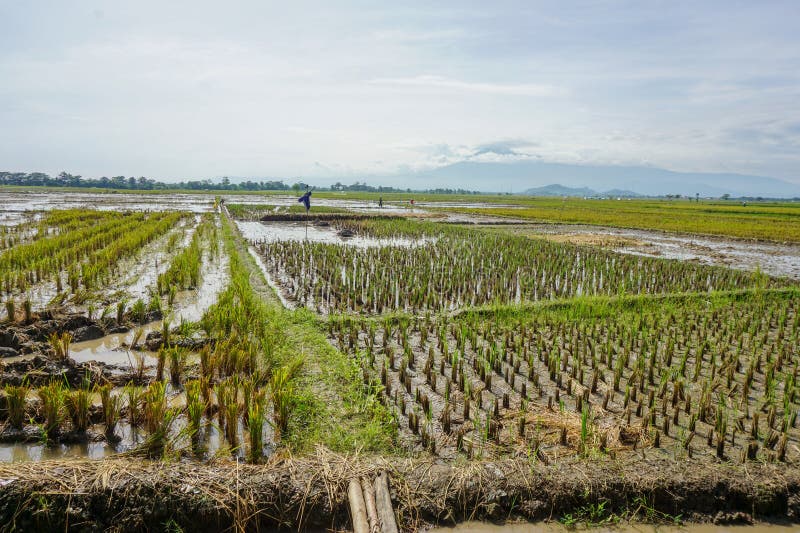 View of Rice Fields in the Morning with Newly Planted Rice Seeds Stock ...