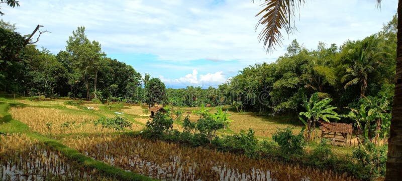 View of Rice Fields in the Morning before Noon Stock Photo - Image of ...
