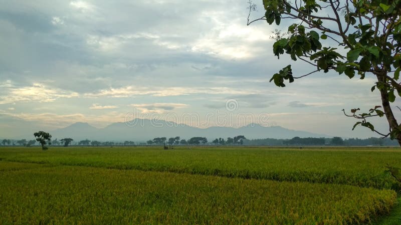 View of Rice Fields in the Morning Stock Image - Image of agricultural ...