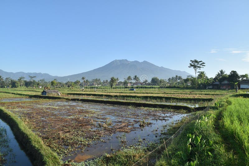 View of Rice Fields and Mount Galunggung in the Morning in Tasikmalaya ...