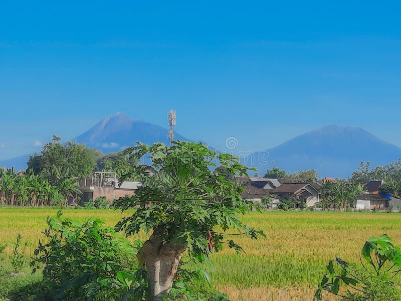 View of Rice Fields and Mount Merapi Merbabu in Indonesia Stock Image ...