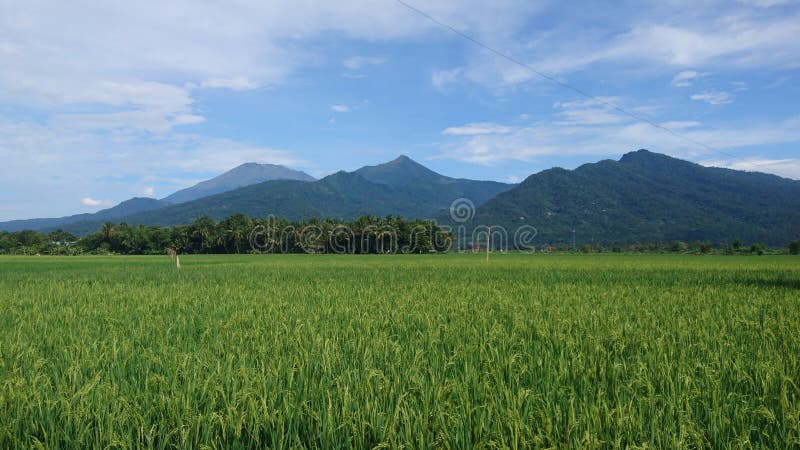 View of Rice Fields with Mountain Background Stock Image - Image of ...