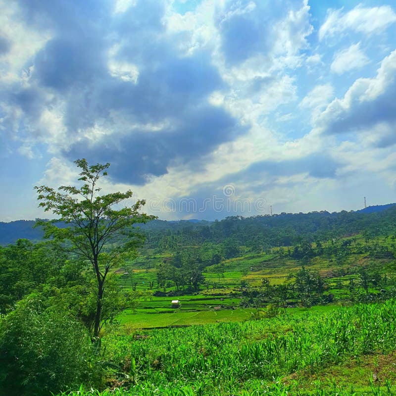View of Rice Fields in the Mountains of Java Stock Photo - Image of ...