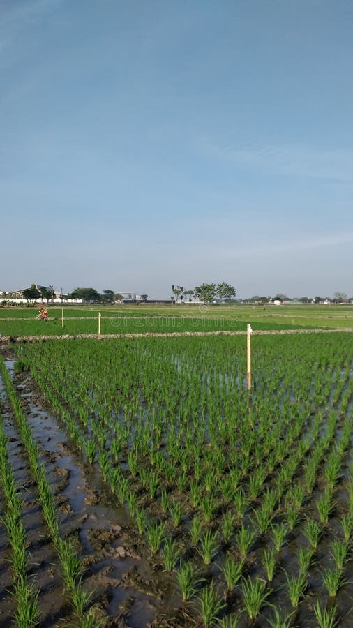 View of Rice Fields with Newly Transplanted Rice Plants Stock Photo ...