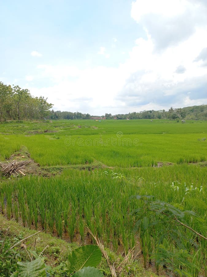 Noongre Stock Photos - Free & Royalty-Free Stock Photos from Dreamstime