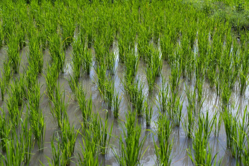 View of Rice Fields for Patterns and Backgrounds Stock Photo - Image of ...