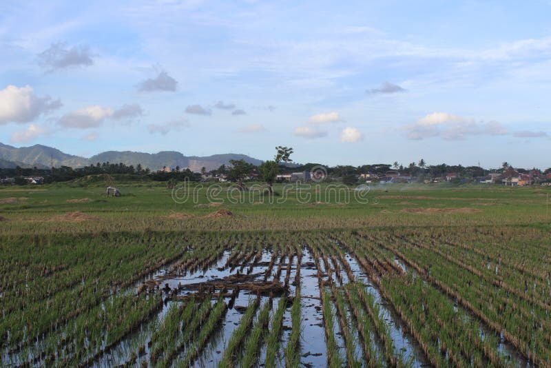 The View on the Rice Fields. Stock Image - Image of rice, view: 185171961