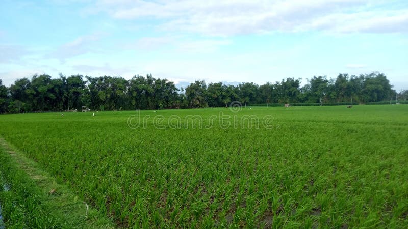 View of Rice Fields Planted with Rice Stock Photo - Image of meadow ...