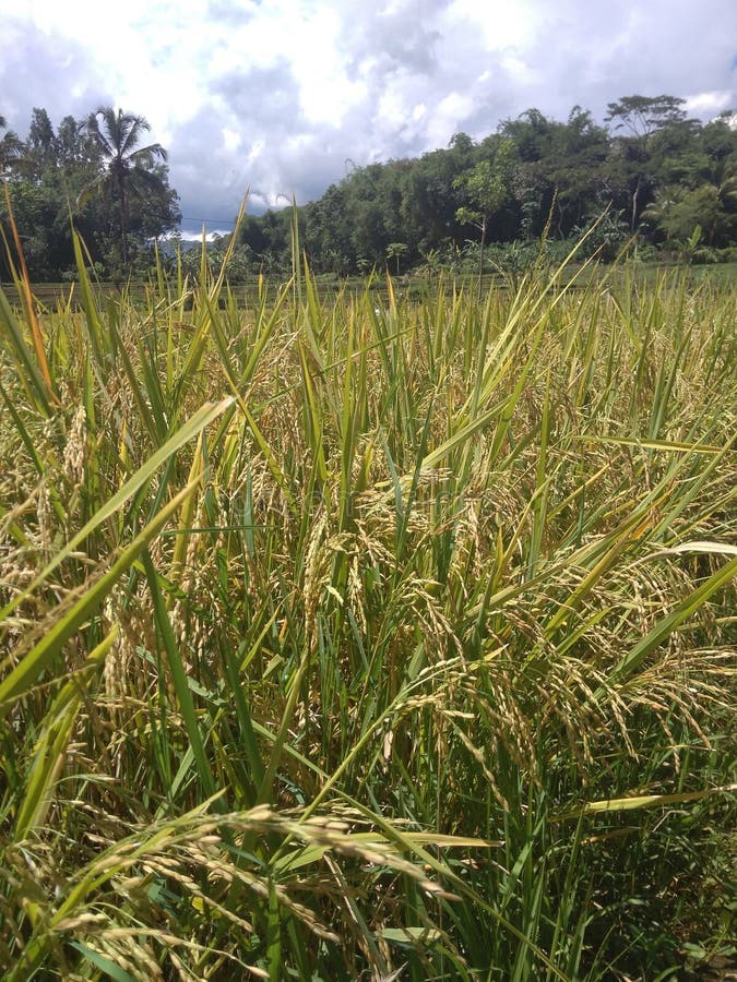 A View of the Rice Fields Ready To Be Harvested Stock Image - Image of ...