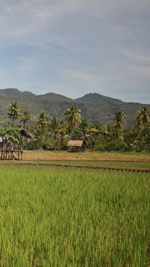 View of Rice Fields with a Resting Place Stock Photo - Image of view ...