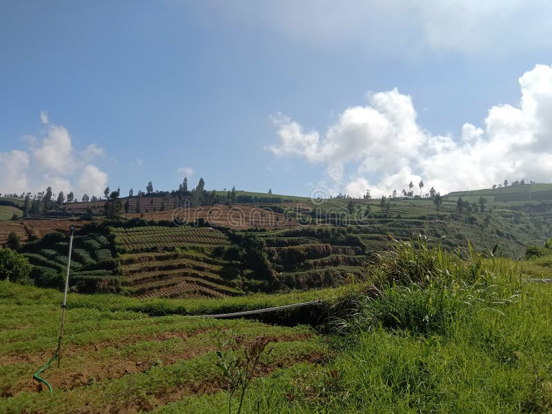 The View of the Rice Fields from the Top of the Mountain with a Clear ...