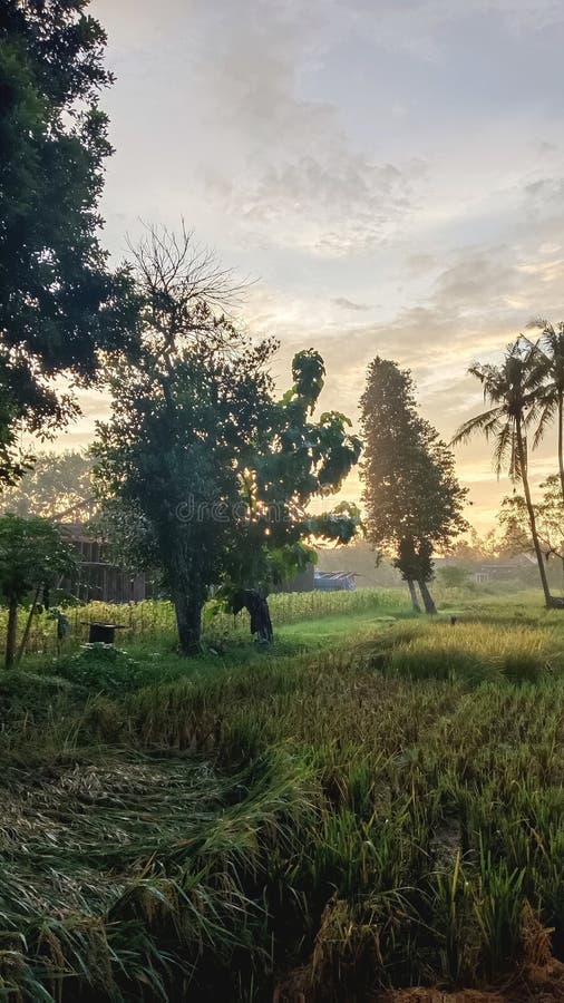 The View of the Rice Fields and Trees in the Morning, it& X27;s really ...