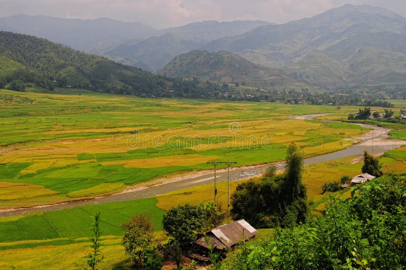 View of the Rice Fields at Tule Valley in Moc Chau, Northern Vietnam ...