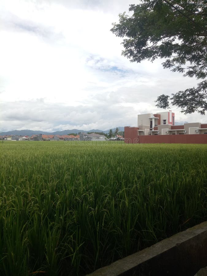 View of Rice Fields in Urban Area Stock Photo - Image of background ...