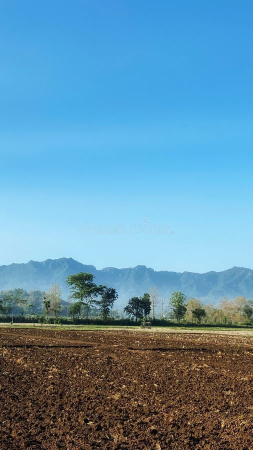 View of the rice fields stock photo. Image of brown - 312751104