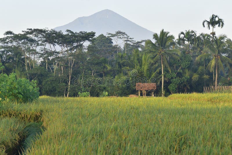 View of rice fields stock image. Image of nature, mountains - 301438895