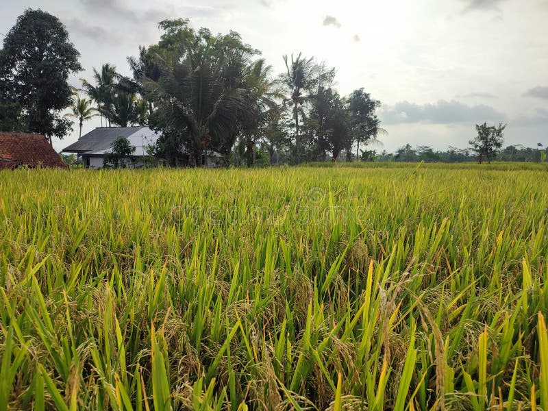 View of rice fields stock image. Image of fields, asia - 306636029