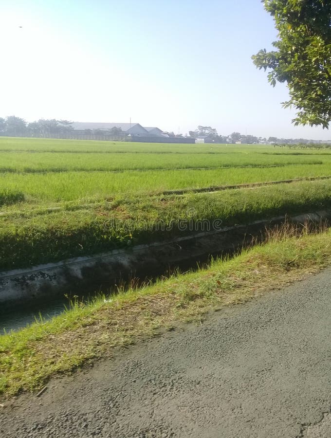 View the rice fields stock image. Image of nature, view - 151870621