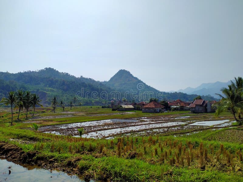 View of the Rice Fields in the Village Stock Photo - Image of mountain ...