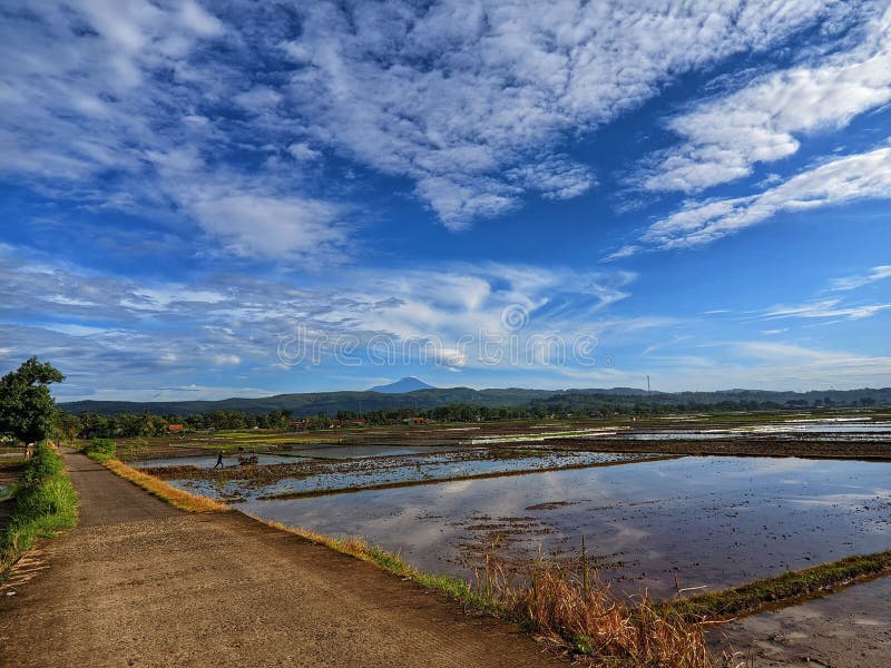 View of Rice Fields with Volcanoes Visible in the Distance and Expanses ...