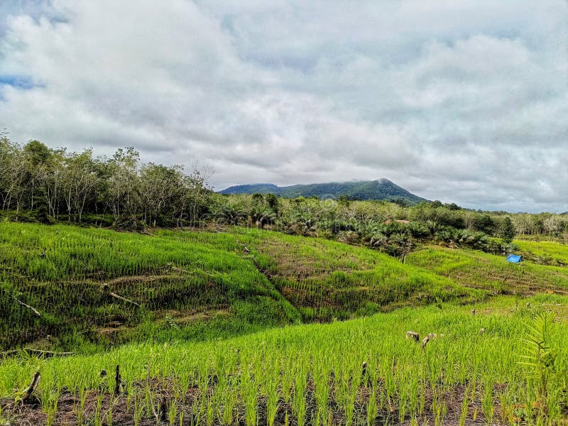 View of Rice Fields in West Kalimantan Stock Image - Image of rice ...