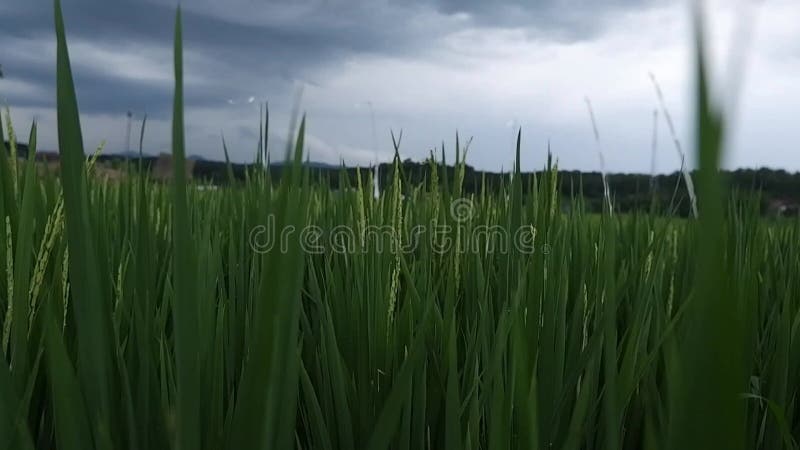 View of Rice Fields in Rainy Season Stock Video - Video of rice, growth ...