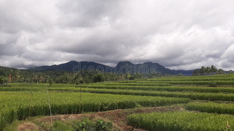 View of Rice Paddies on the Mountainside Stock Photo - Image of ...