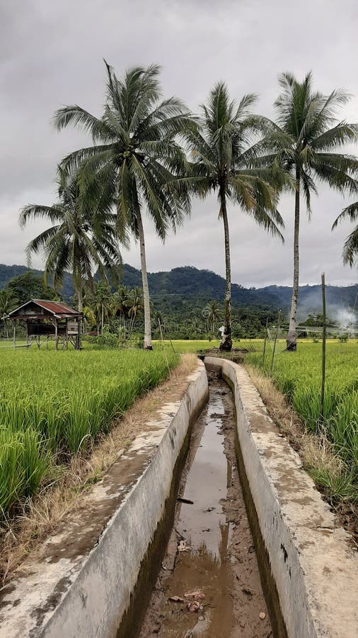 View of Rice Paddies on the Mountainside Stock Photo - Image of tree ...