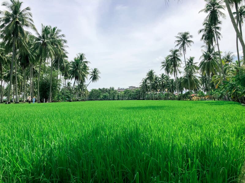 View of Rice Paddy Field during the Sunny Day Stock Image - Image of ...