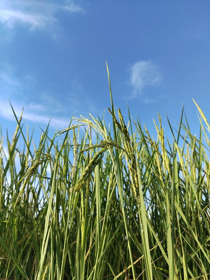 View Rice Plant Nature? Green Stock Photo - Image of view, rice: 341543388