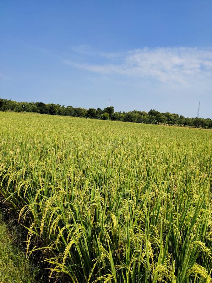 View of Rice Plants in the Rice Fields Under a Beautiful Sky Stock ...