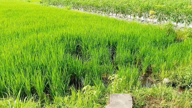 View of Rice in the Rice Fields in the Morning Stock Footage - Video of ...
