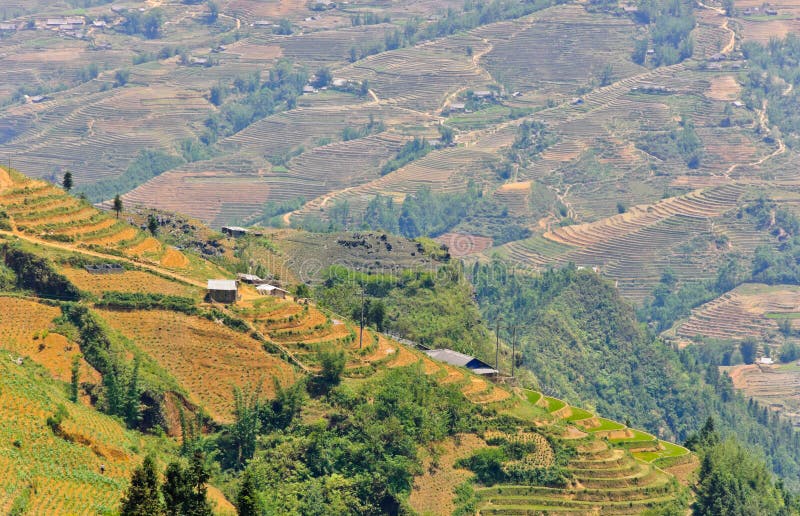 View of Rice Terraced Field on Mountain Stock Photo - Image of ...