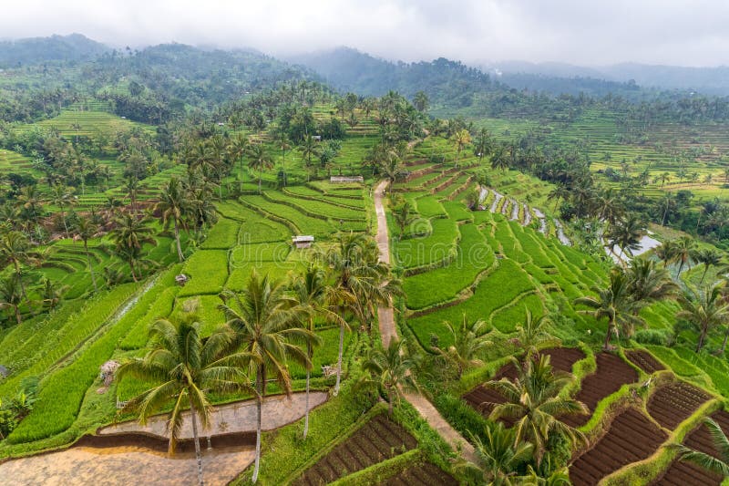 View of Rice Terraces during the Day in the Village Stock Image - Image ...