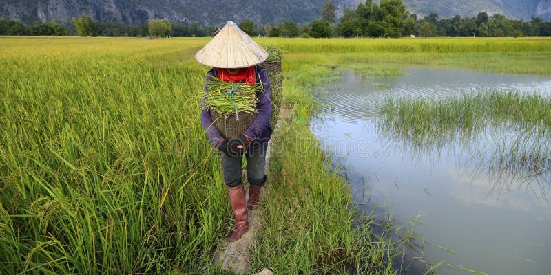 View of Rice Worker ,harvesting in Rice Field Stock Photo - Image of ...