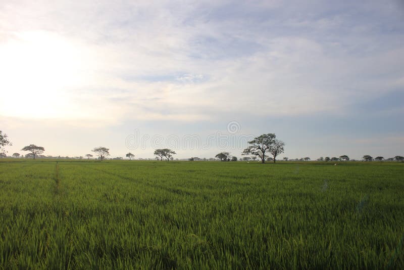View of Ricefield in Summer Stock Photo - Image of summer, looks: 265371446