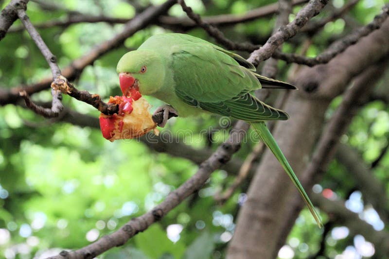 A View of a Ring Necked Parakeet Stock Image - Image of outdoor ...