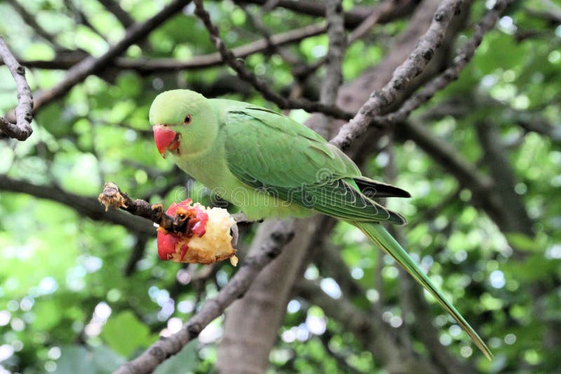 A View of a Ring Necked Parakeet Stock Photo - Image of natural ...
