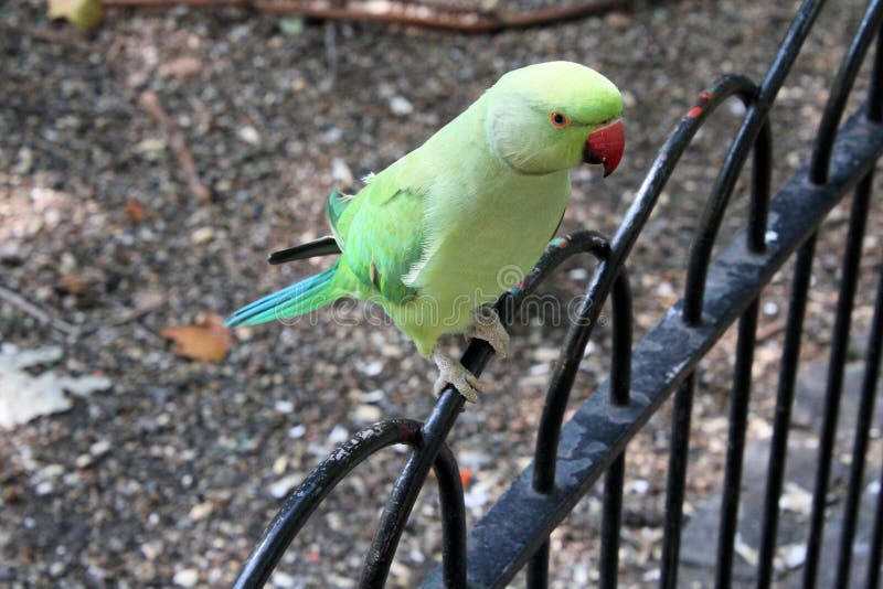 A View of a Ring Necked Parakeet Stock Photo - Image of feather, beak ...
